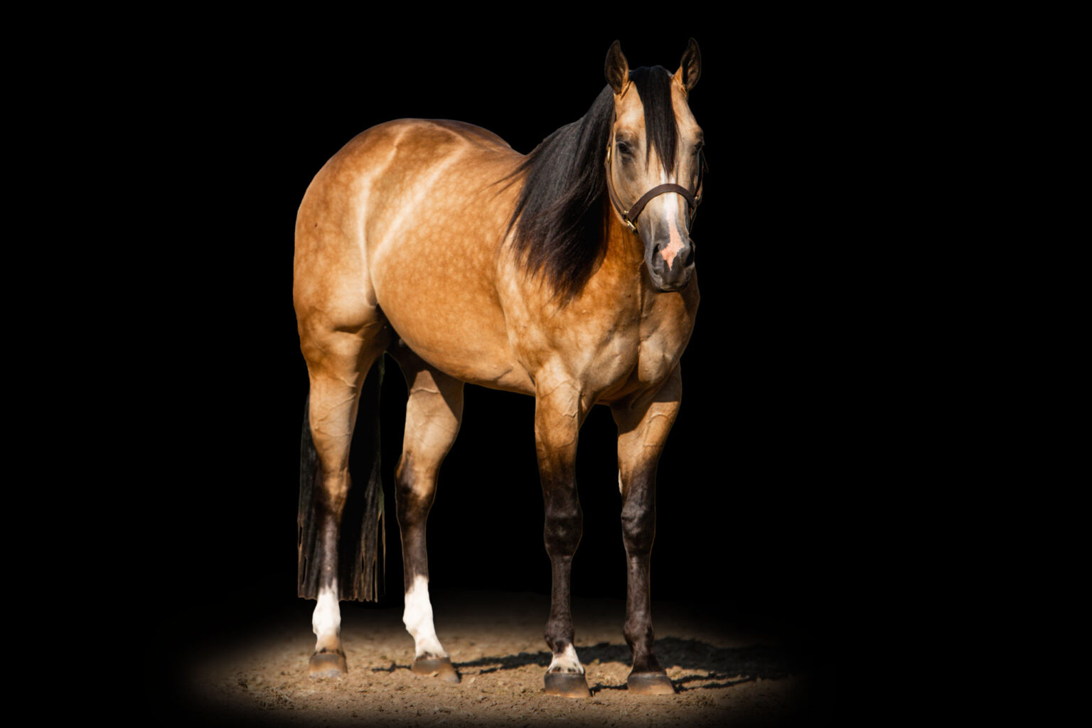 Bringin' The Luck - Elwood Equine